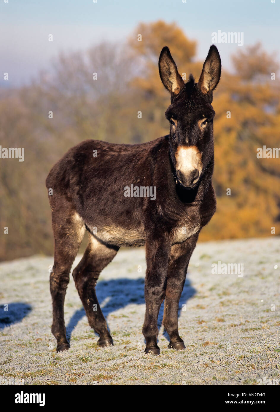 Esel Rasse Martina Franca donkey Stock Photo - Alamy