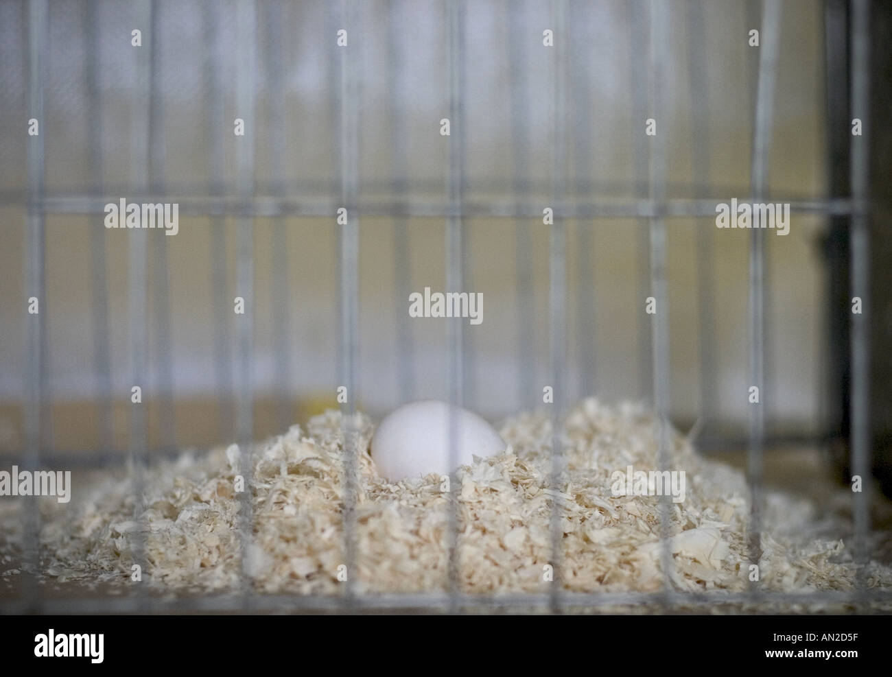 An egg in a cage Stock Photo - Alamy