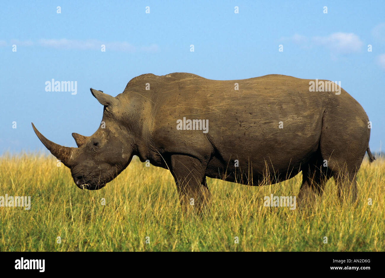 Graminivore hi-res stock photography and images - Alamy