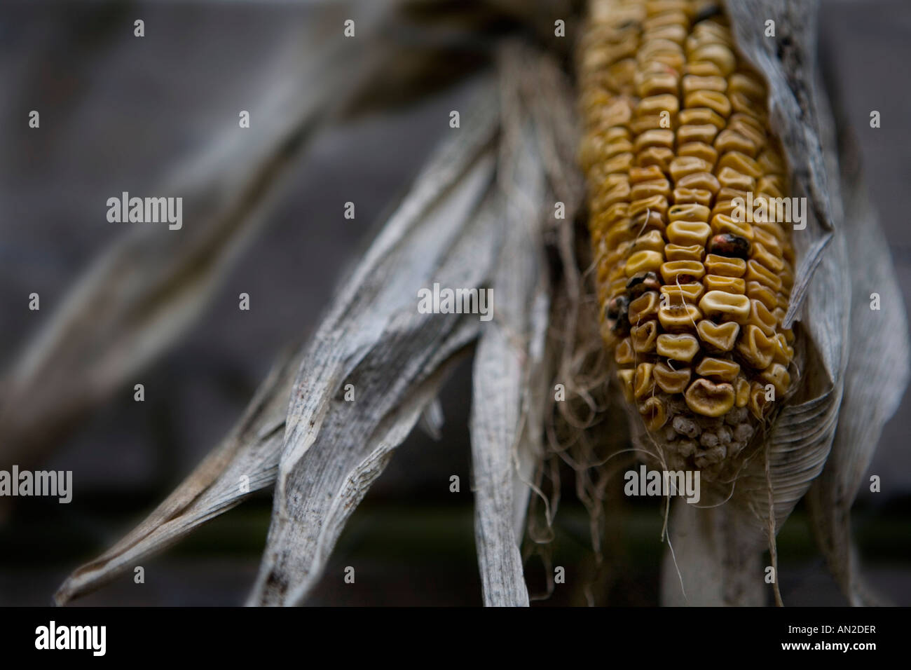 Dying corn plant hi-res stock photography and images - Alamy