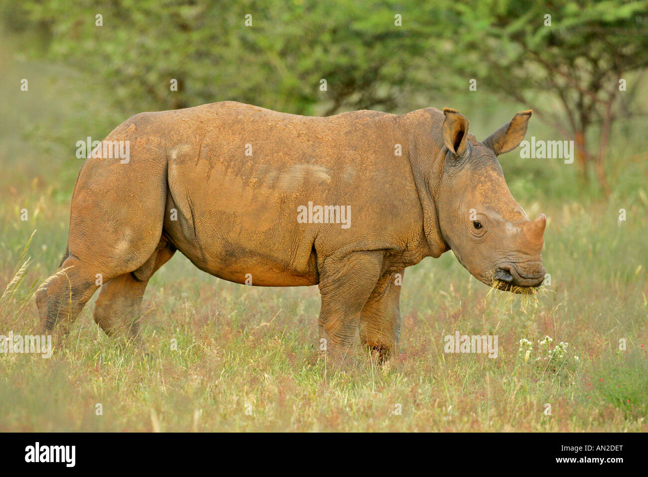 Mammal rhinocerus white rhino hi-res stock photography and images - Alamy