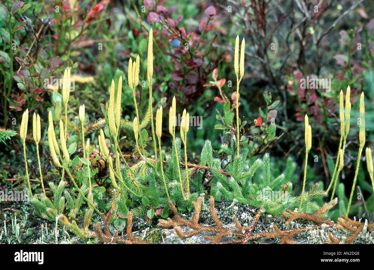 elk-moss, running clubmoss, running ground-pine, stags-horn clubmoss ...