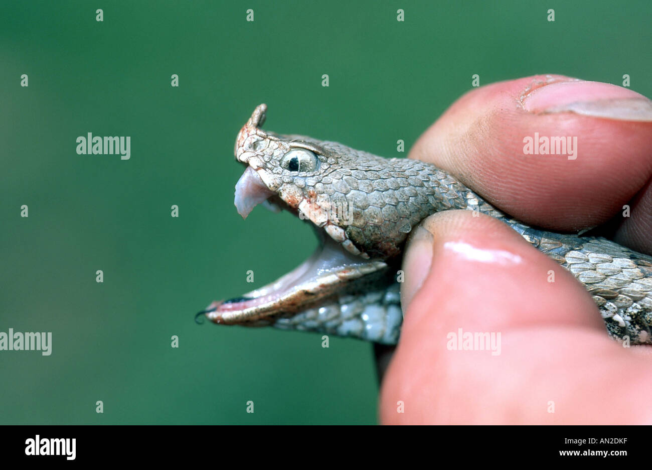 sand viper, nose-horned viper (Vipera ammodytes), Greece Stock Photo ...
