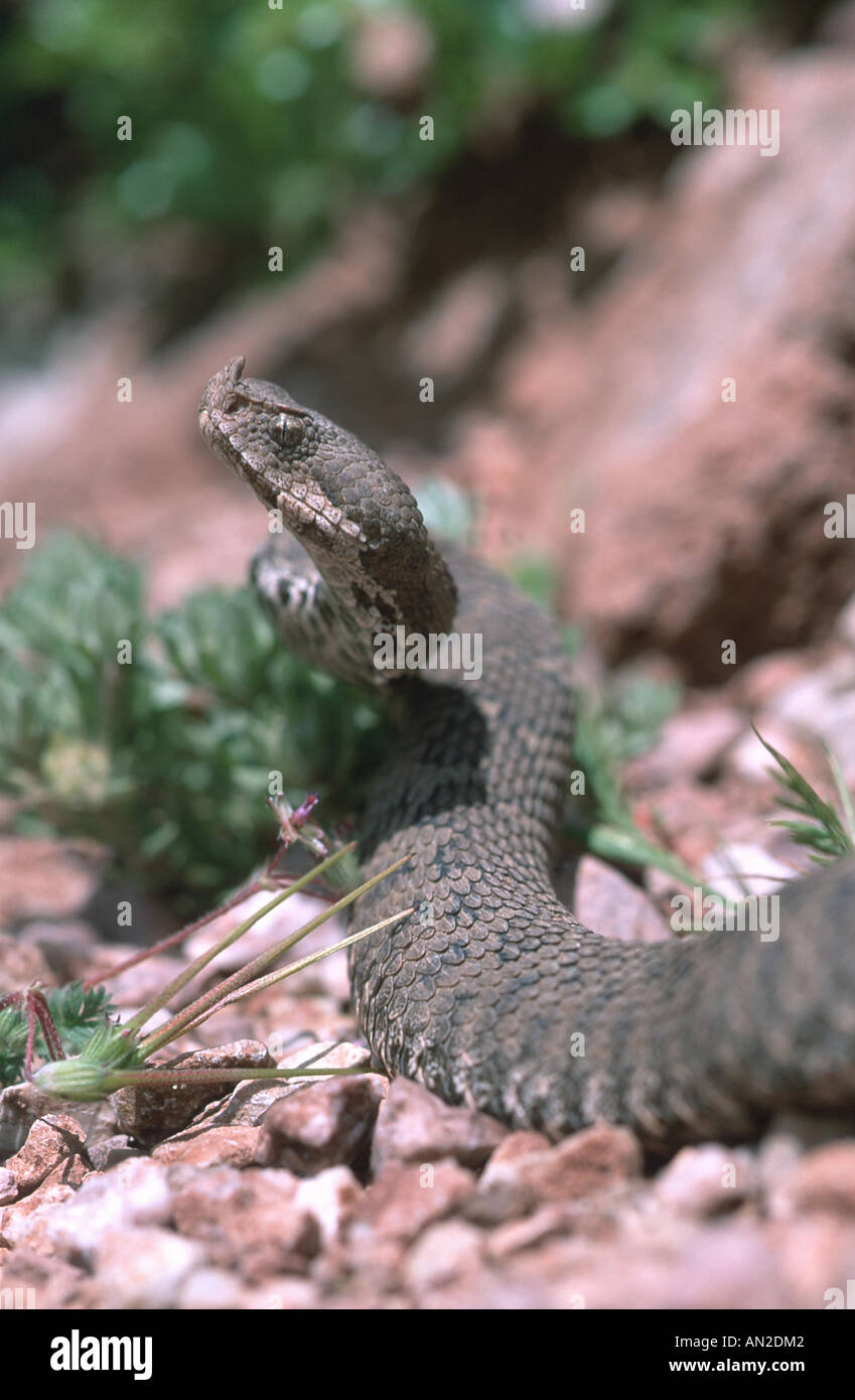 Venomous snakes of greece hi-res stock photography and images - Alamy