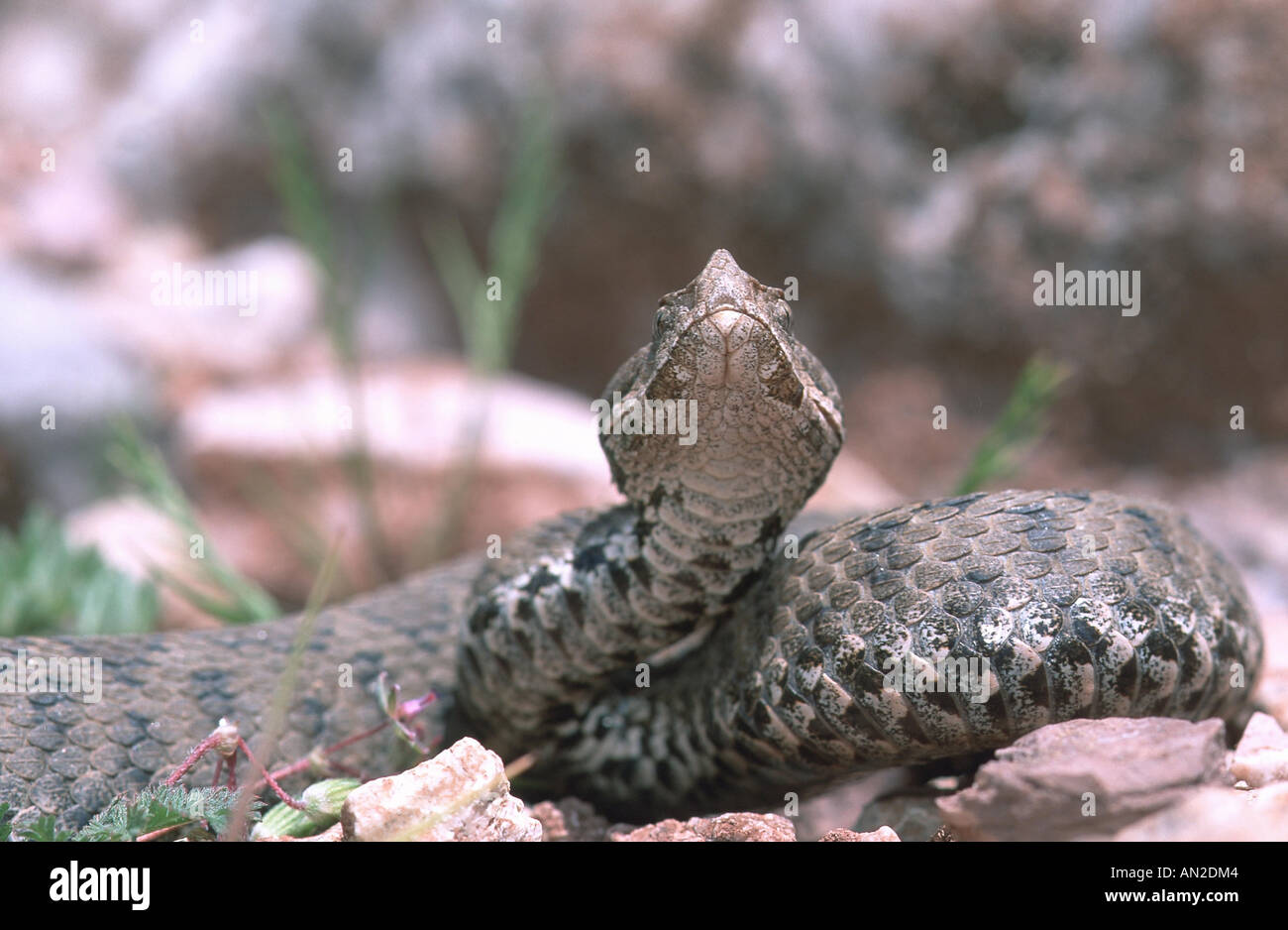 Venomous snakes of greece hi-res stock photography and images - Alamy