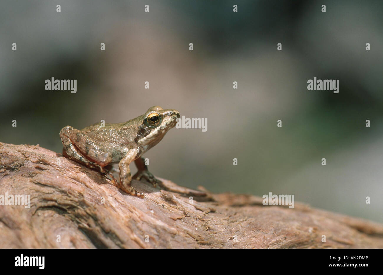 Rana Graeca High Resolution Stock Photography and Images - Alamy