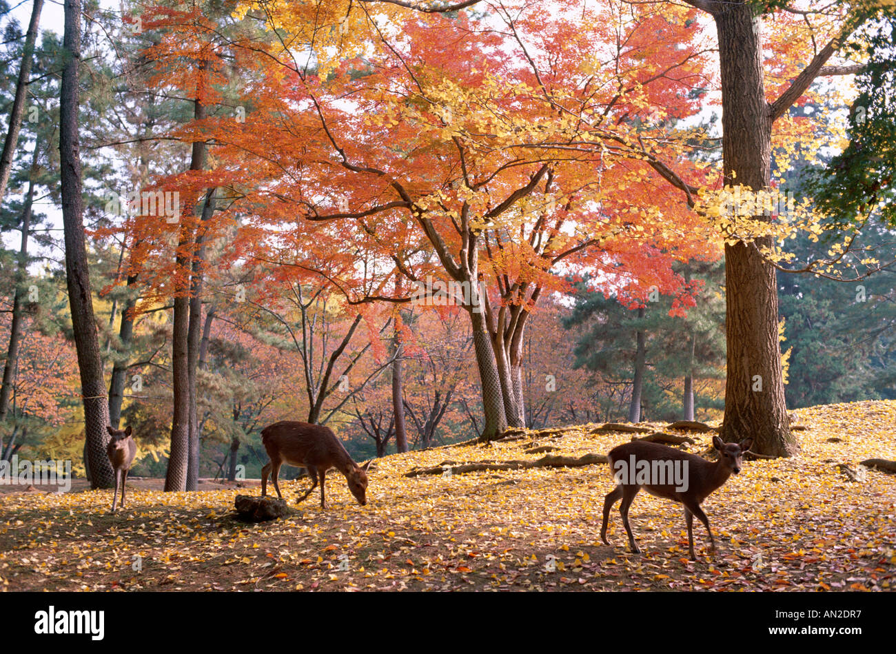 Japan honshu nara deer hi-res stock photography and images - Alamy