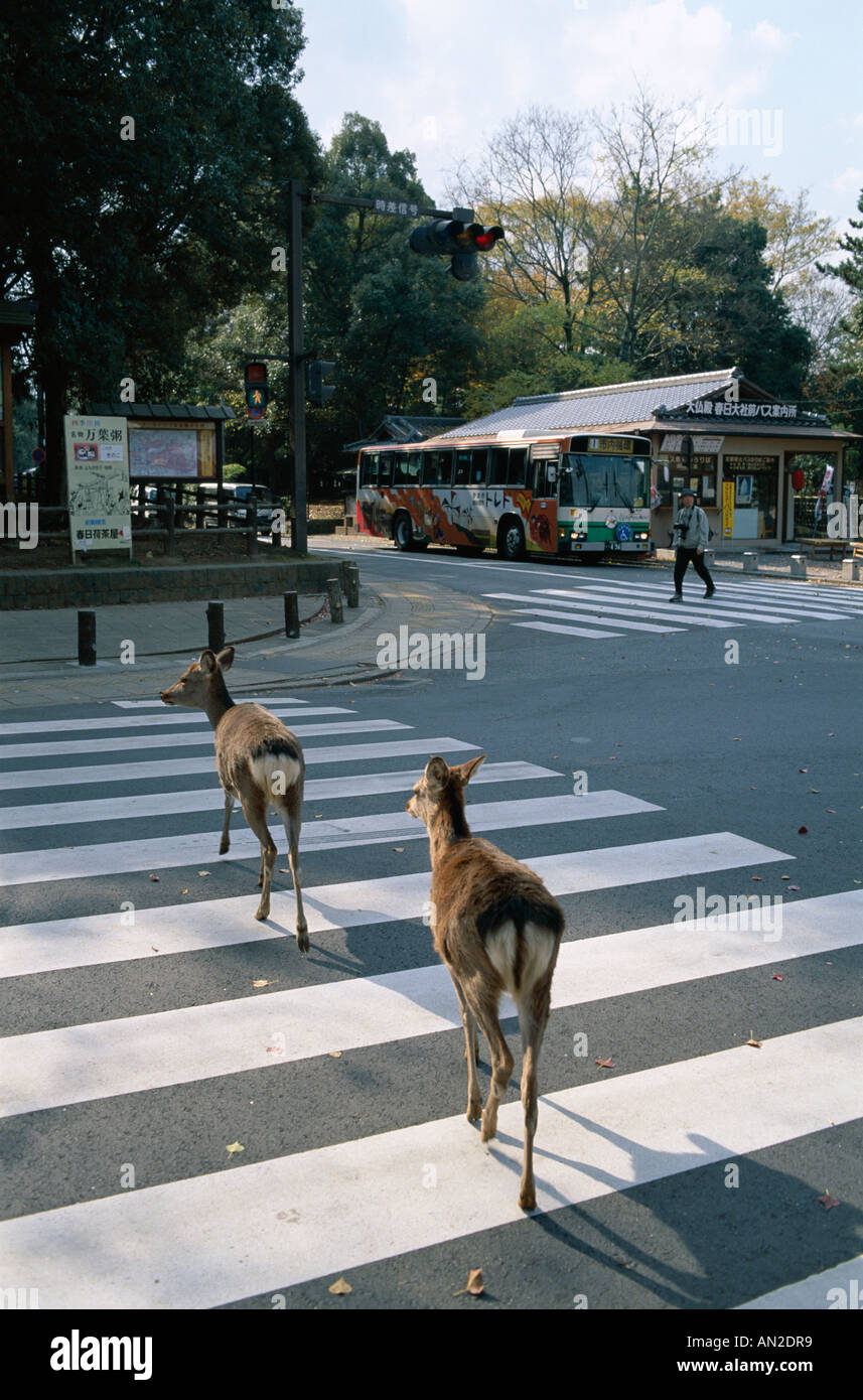 Deer crossing pedestrian crossing hi-res stock photography and images ...