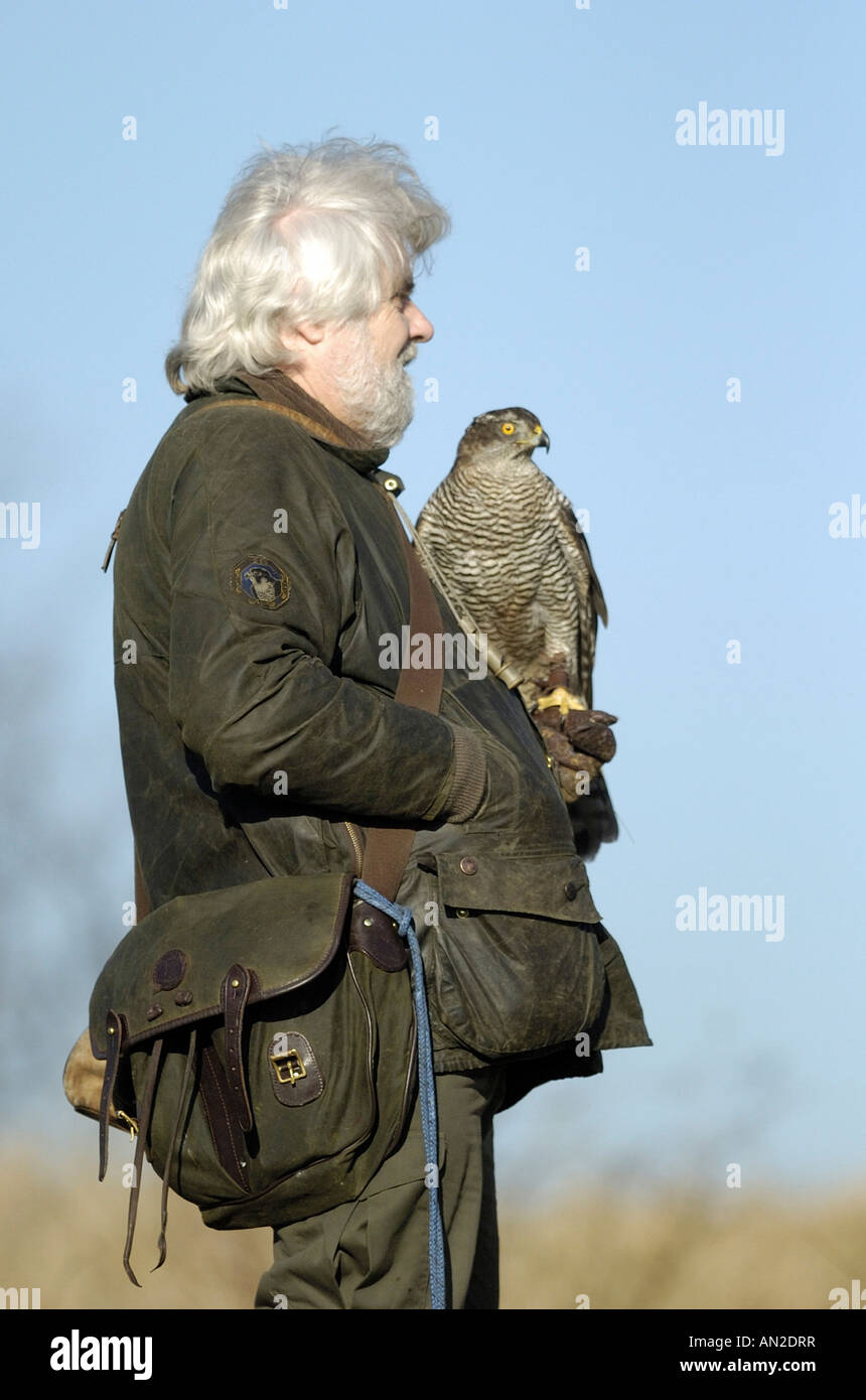Goshawk Accipiter gentilis Habicht Europa europe Greifvoegel birds of ...