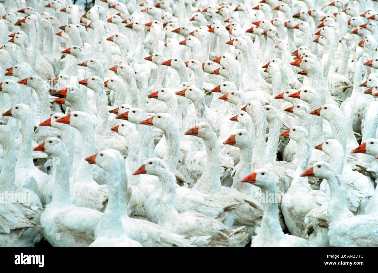 Intensivhaltung hi-res stock photography and images - Alamy