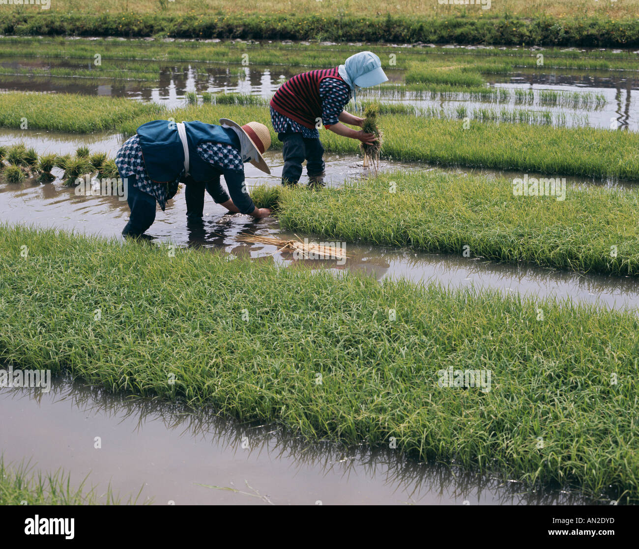 Farmers Rice Planting, Yamanashi, Honshu, Japan Stock Photo - Alamy