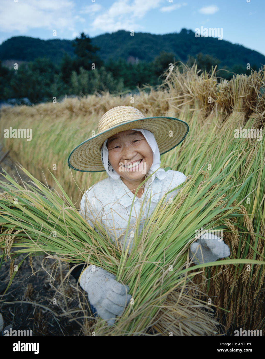 Japan rice farming hi-res stock photography and images - Alamy