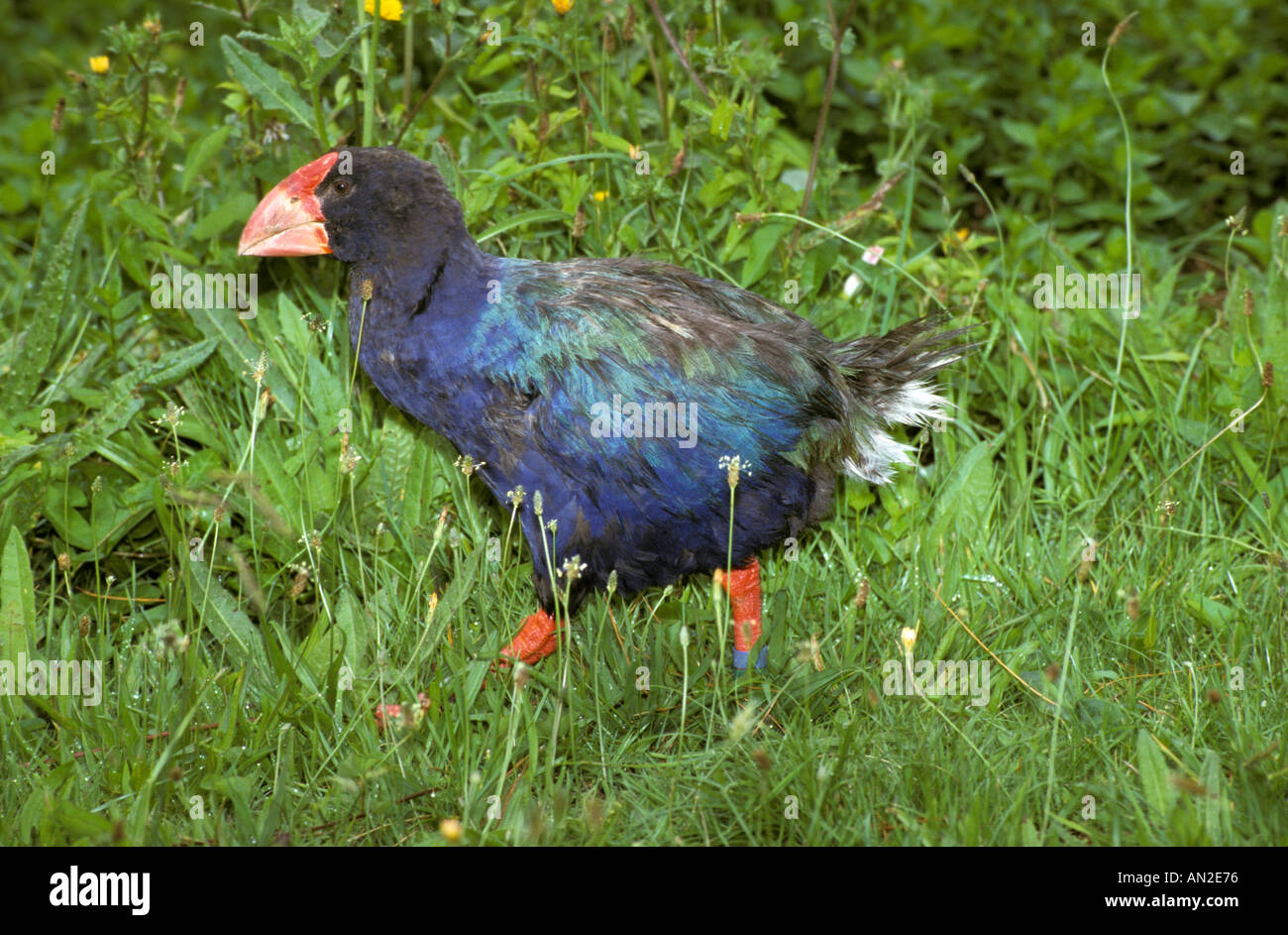 Takahe bird hi-res stock photography and images - Alamy