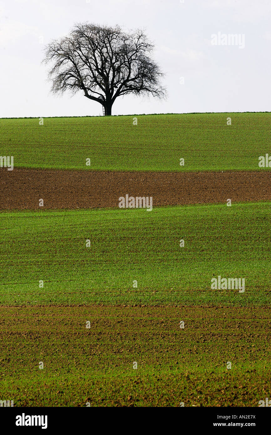 Baum auf einem Feld Tree on a field Stock Photo - Alamy