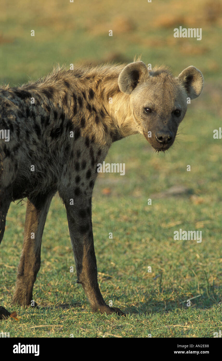 MAMMAL HYENA Spotted Stock Photo - Alamy
