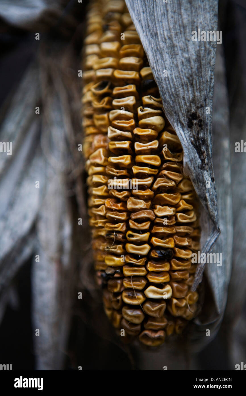 Crop curse hi-res stock photography and images - Alamy