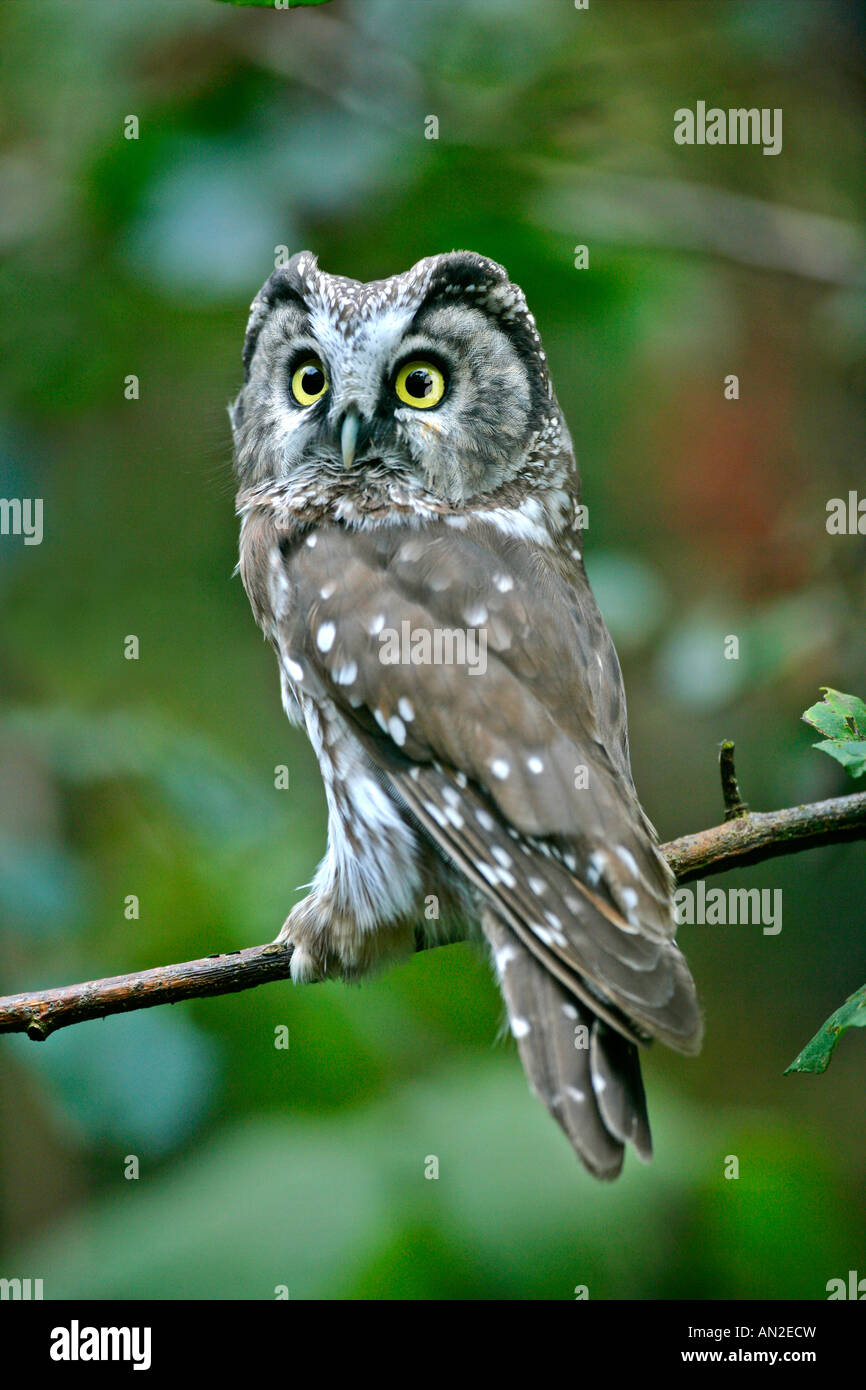 Rauhfusskauz Tengmalms Owl aegolius funereus Stock Photo - Alamy