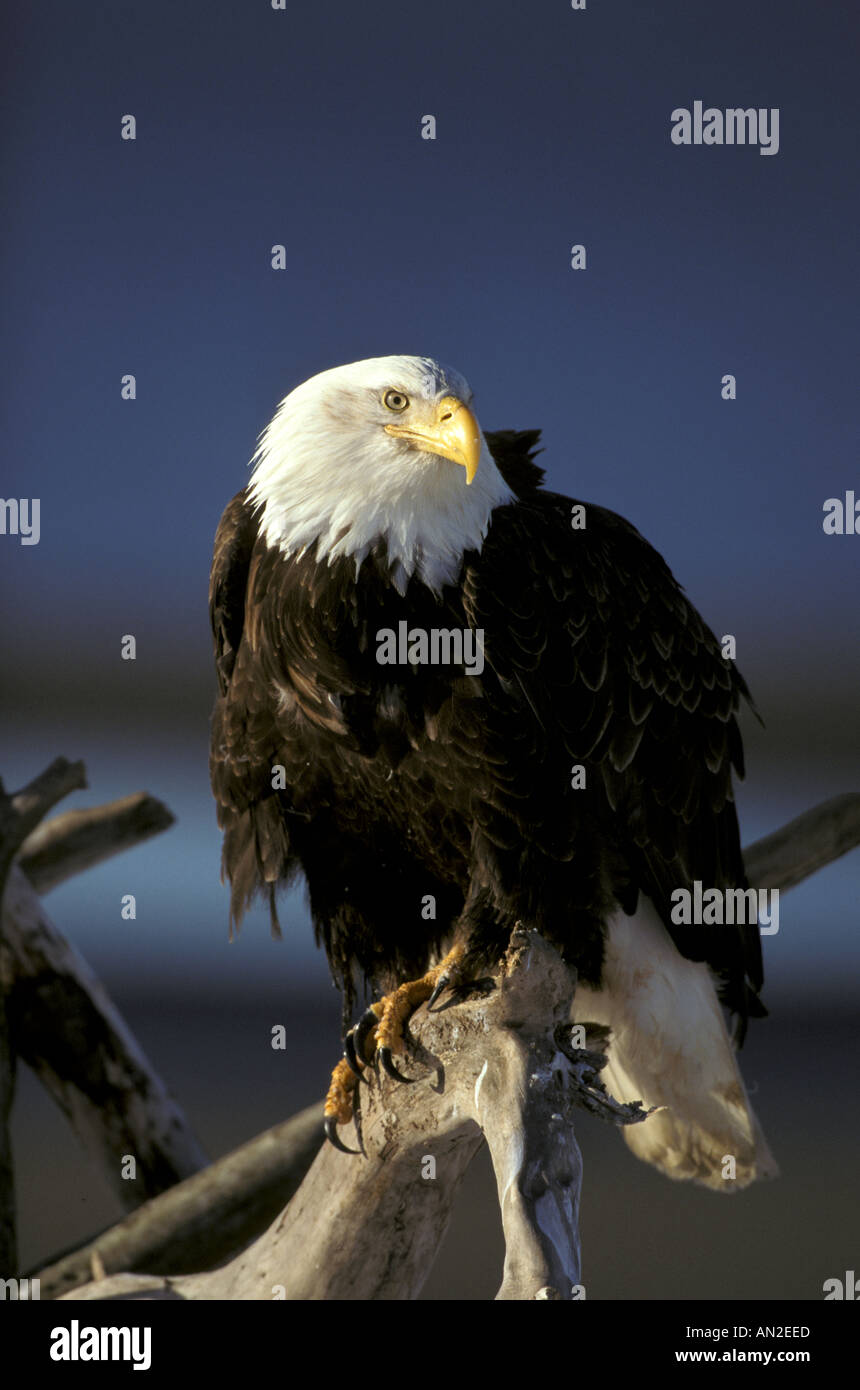 BIRD EAGLE Bald Stock Photo - Alamy
