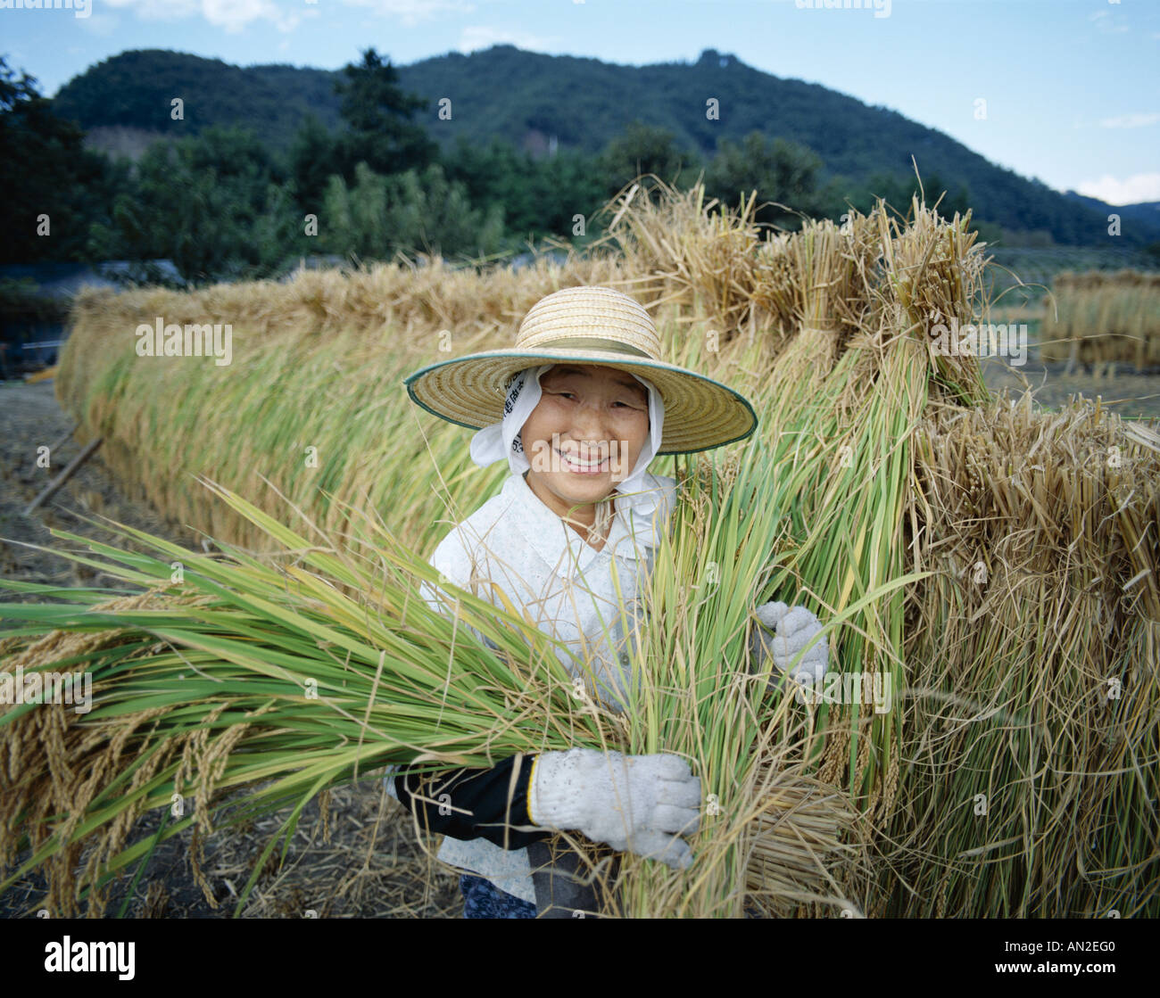 Farming Woman Rice Harvesting, Yamanashi, Honshu, Japan Stock Photo - Alamy