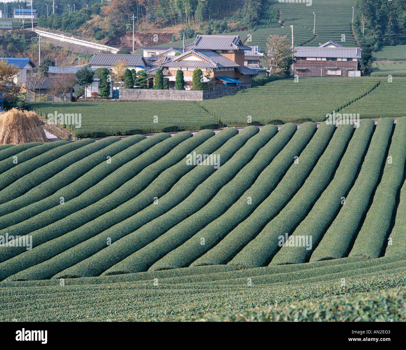 Tea Fields, Fuji, Honshu, Japan Stock Photo - Alamy