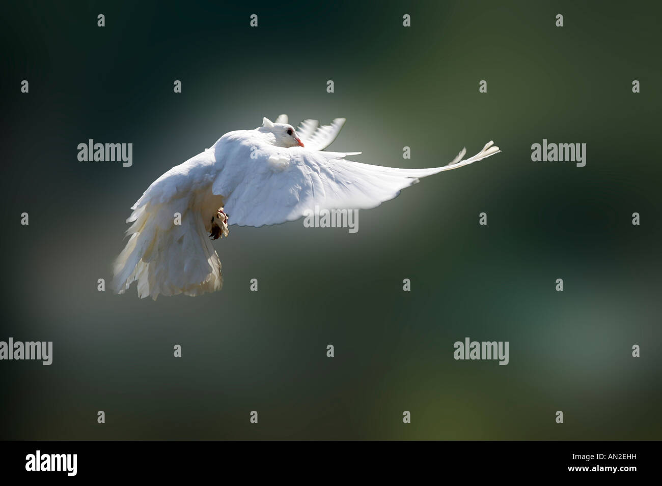 White rock dove hi-res stock photography and images - Alamy