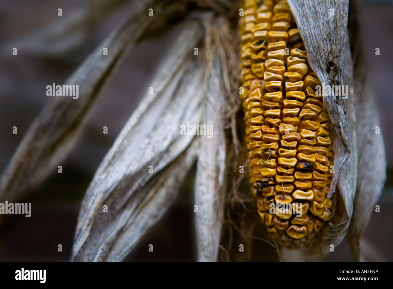 Crop infestation africa hi-res stock photography and images - Alamy