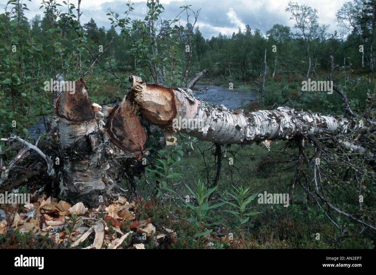 Eurasian beaver, European beaver (Castor fiber), beaver cut down a tree ...