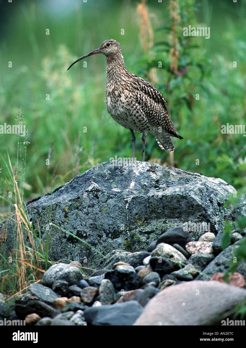 Curlew camouflage hi-res stock photography and images - Alamy