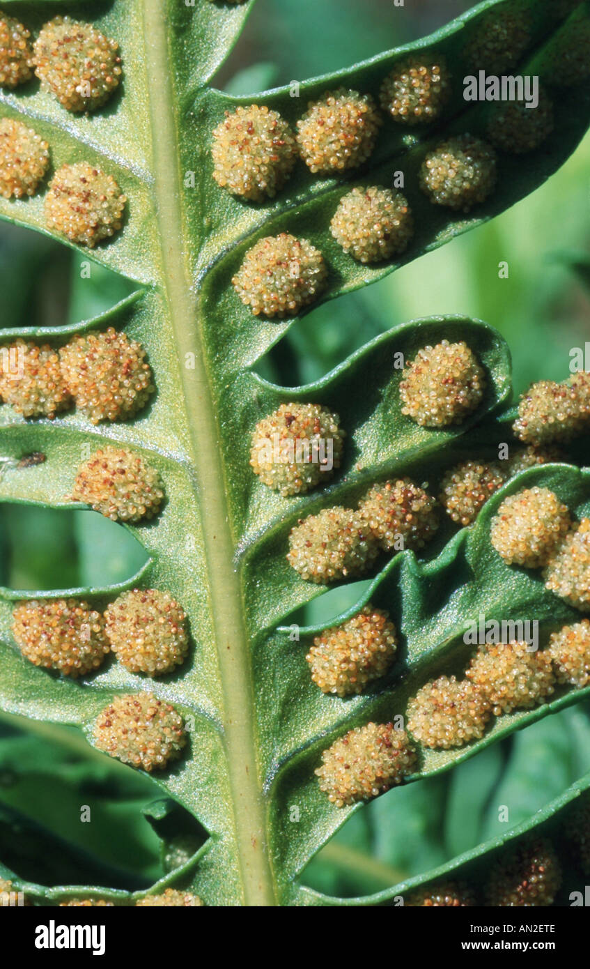 Polypody polypodium vulgare hi-res stock photography and images - Alamy