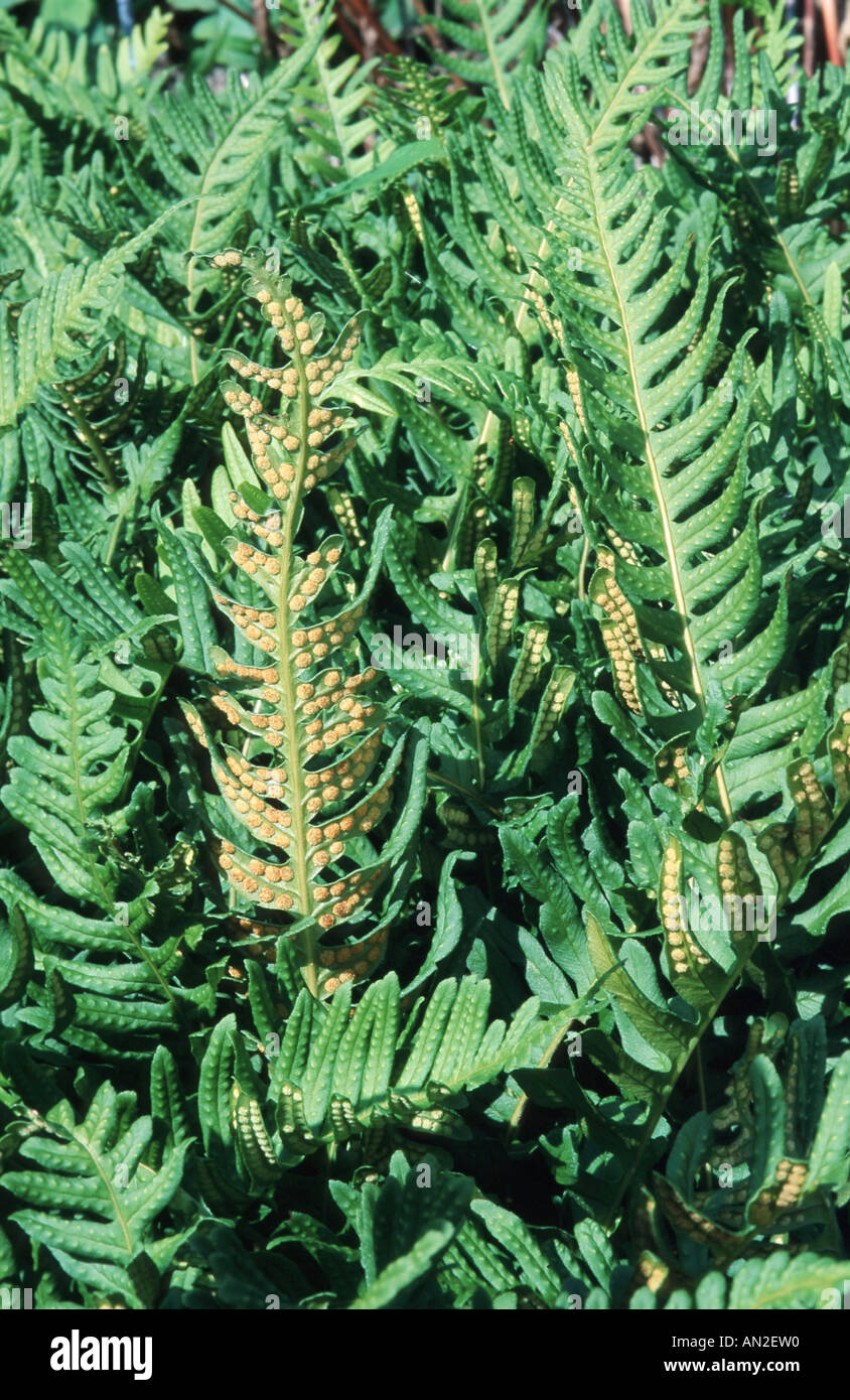 common polypody (Polypodium vulgare), sori, Germany Stock Photo - Alamy