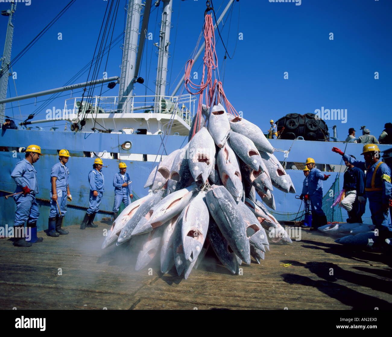 Unloading tuna hi-res stock photography and images - Alamy