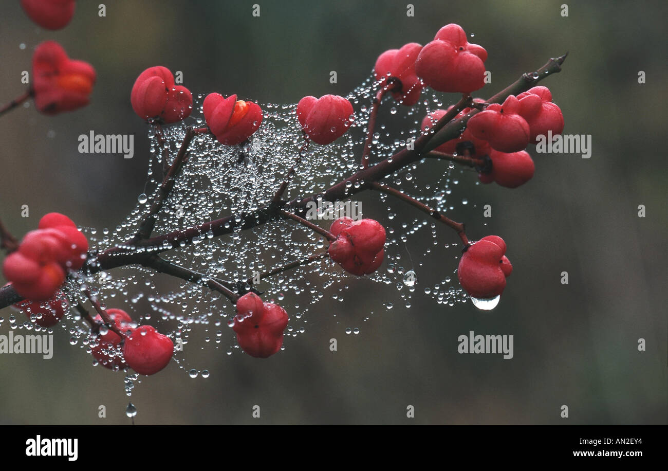Spindle tree family hi-res stock photography and images - Alamy
