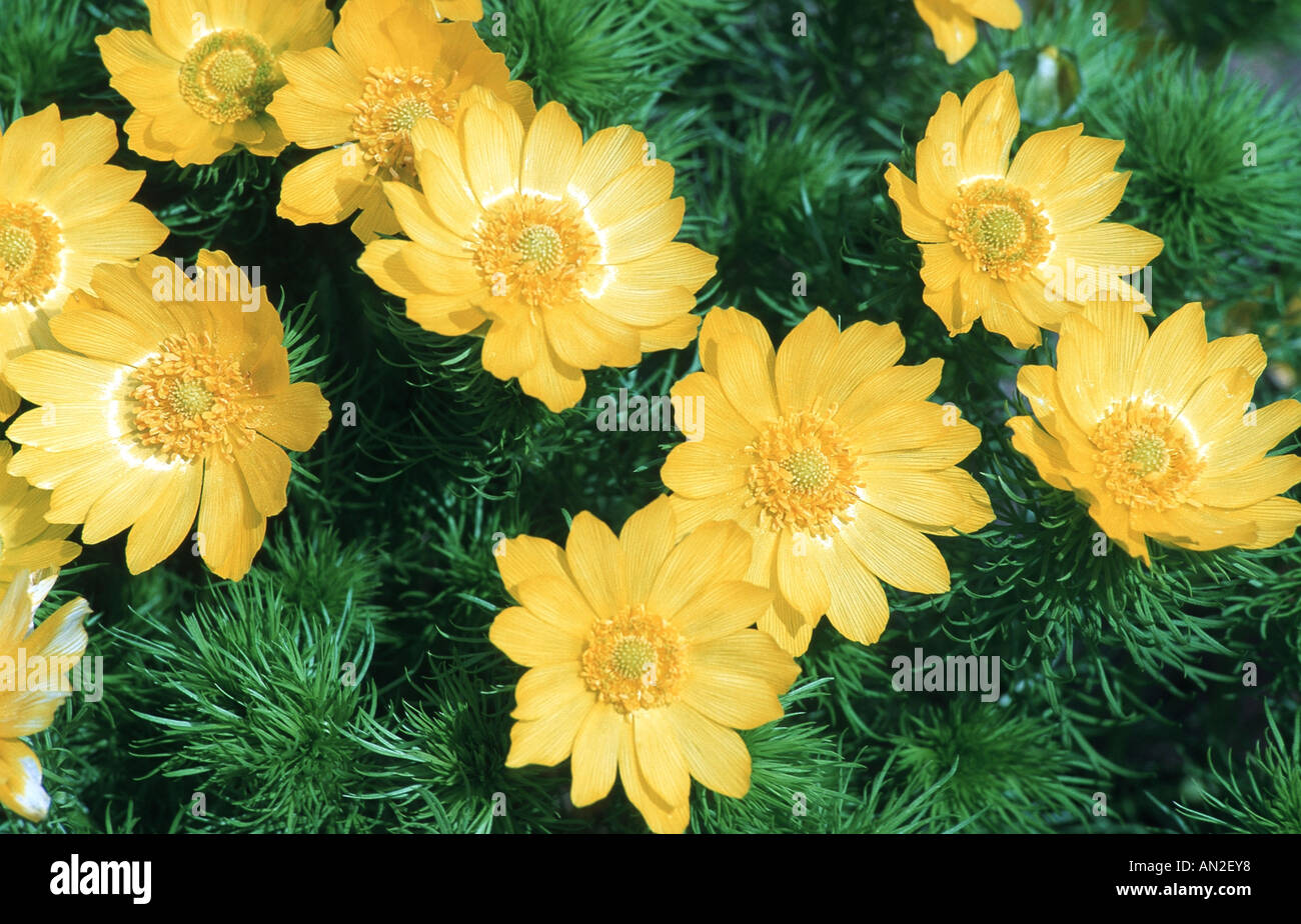 spring adonis (Adonis vernalis), blossoms, Germany Stock Photo - Alamy