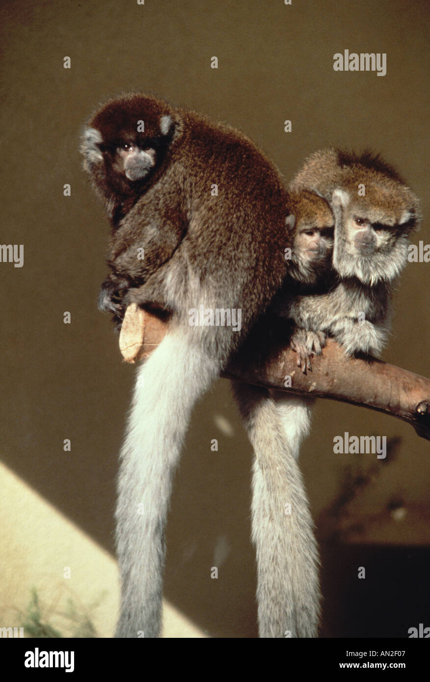 Titi monkey tail hi-res stock photography and images - Alamy