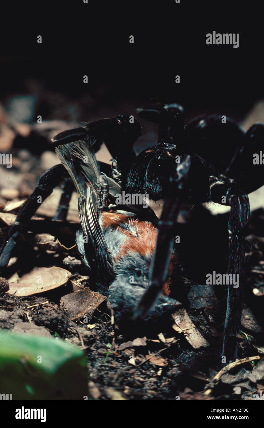 Invertebrate Spider Tarantula Tarantula Eating Bird Amazon Stock Photo ...