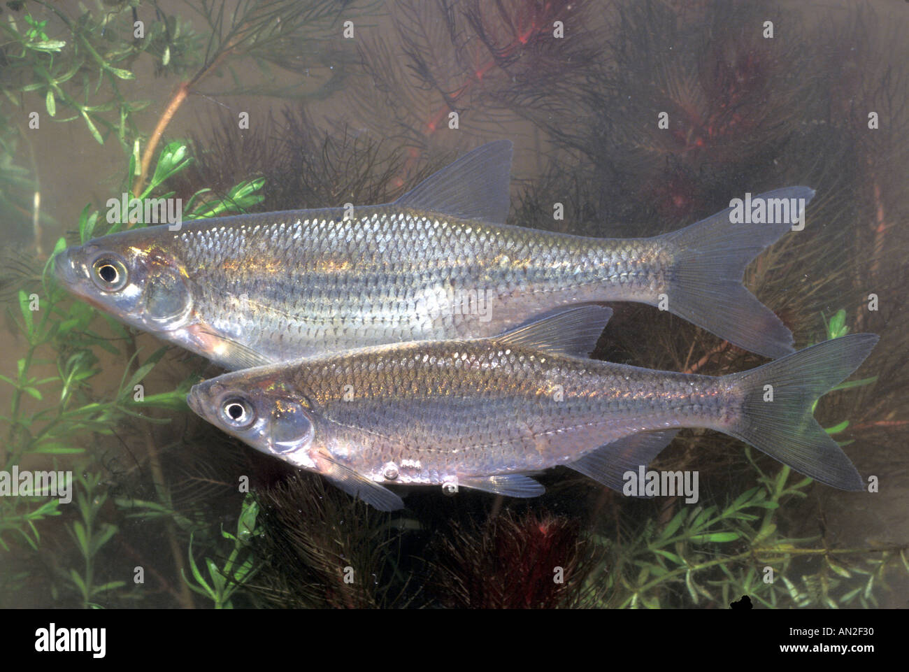 Golden shiner hi-res stock photography and images - Alamy