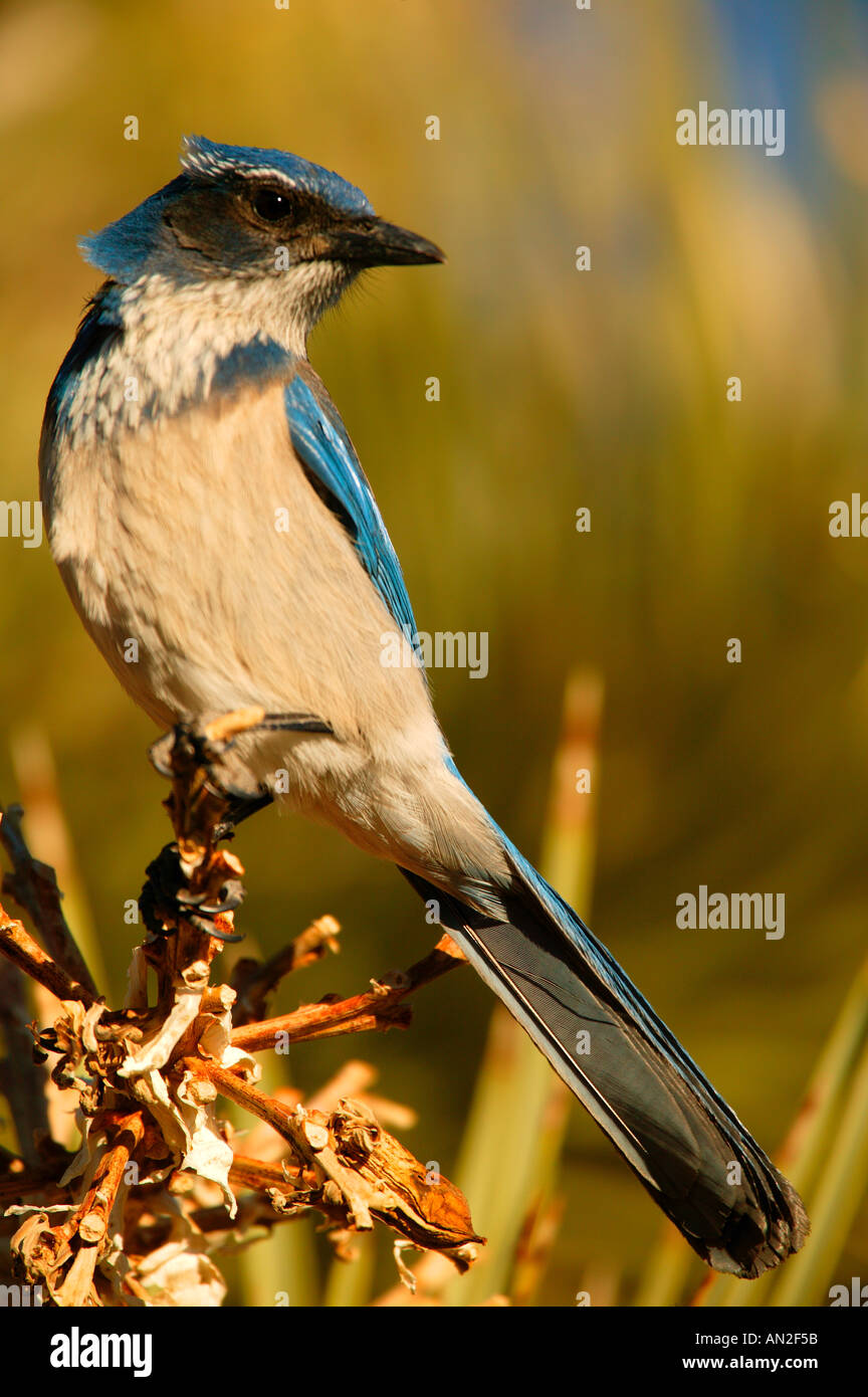Western Scrub Jay in the Mojave Desert California Stock Photo - Alamy