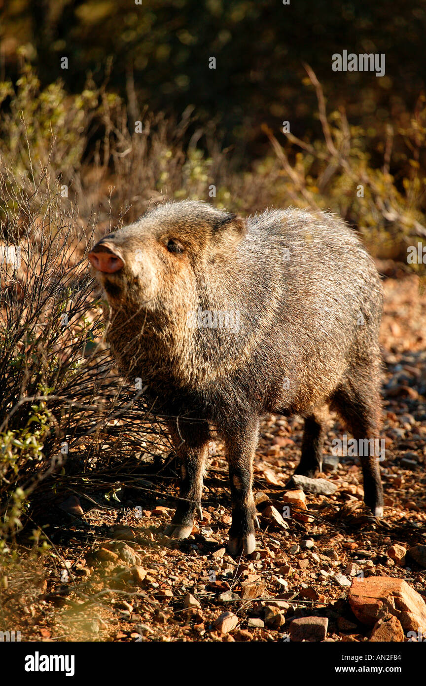 Sonoran desert museum javelinas hi-res stock photography and images - Alamy