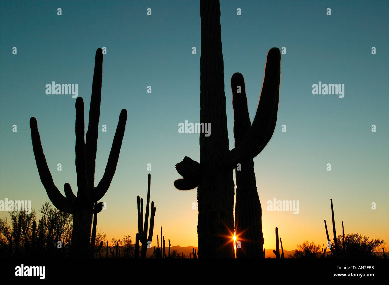 Saguaro National Park Saguaro West near Tucson Arizona Stock Photo - Alamy