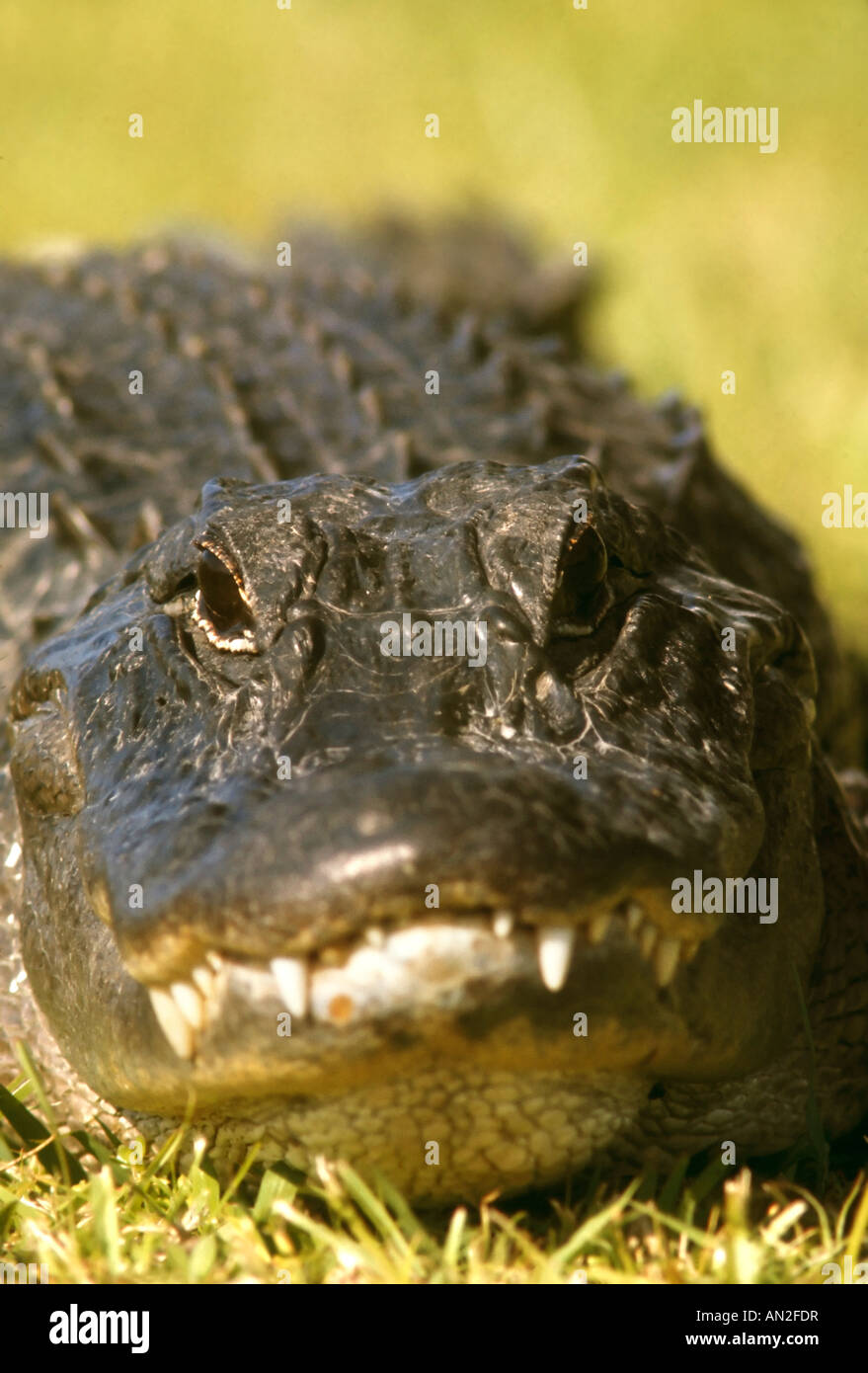 American Alligator Missisippi Alligator Alligator mississippiensis ...