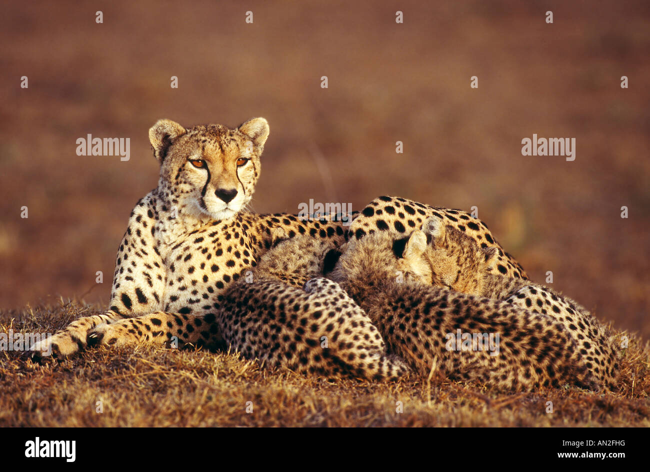 Gepard Cheetah Acinoynx jubatus Masai Mara Kenia Afrika Stock Photo - Alamy