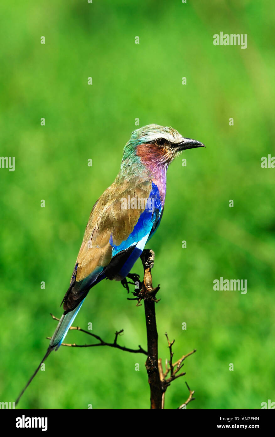 Racke bird hi-res stock photography and images - Alamy