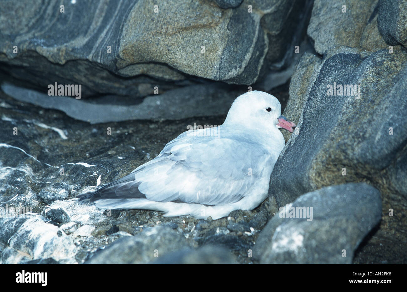 southern fulmar (Fulmarus glacialoides), breeding, Antarctica Stock ...
