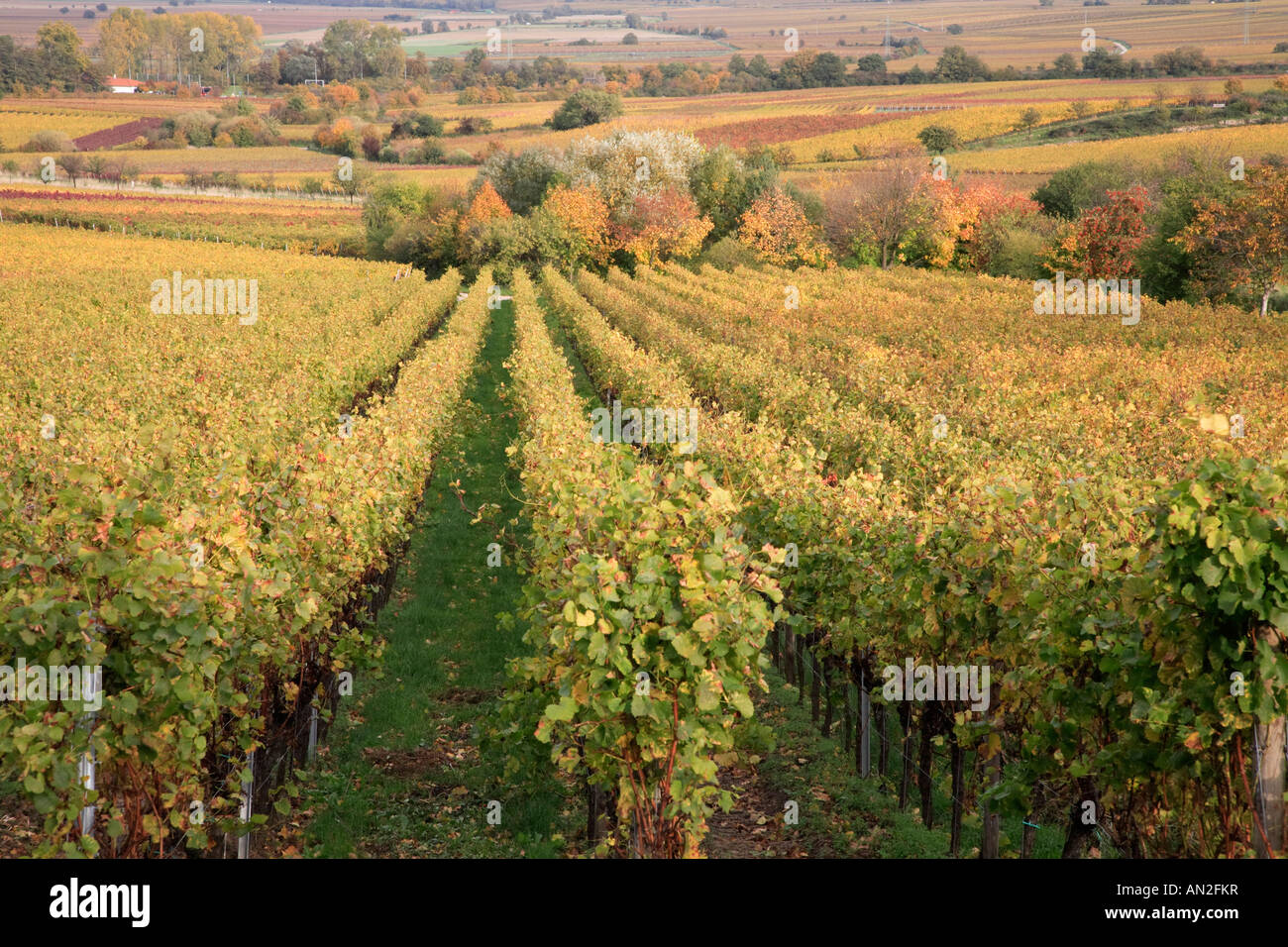 Autumn Germany Neustadt an der Weinstrasse Rheinland Pfalz Deutschland ...