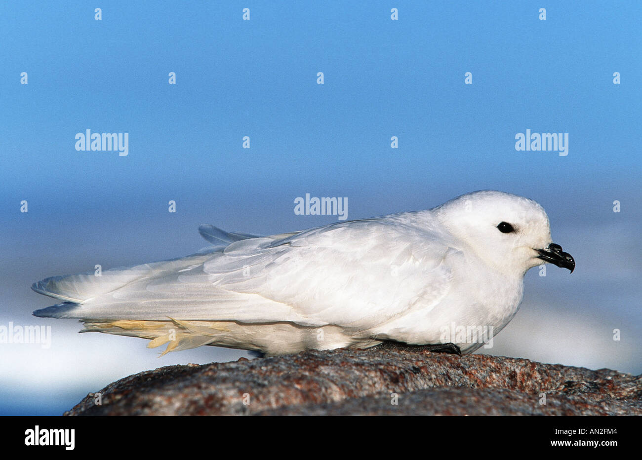 snow petrel (Pagodroma nivea), resting, Antarctica Stock Photo - Alamy