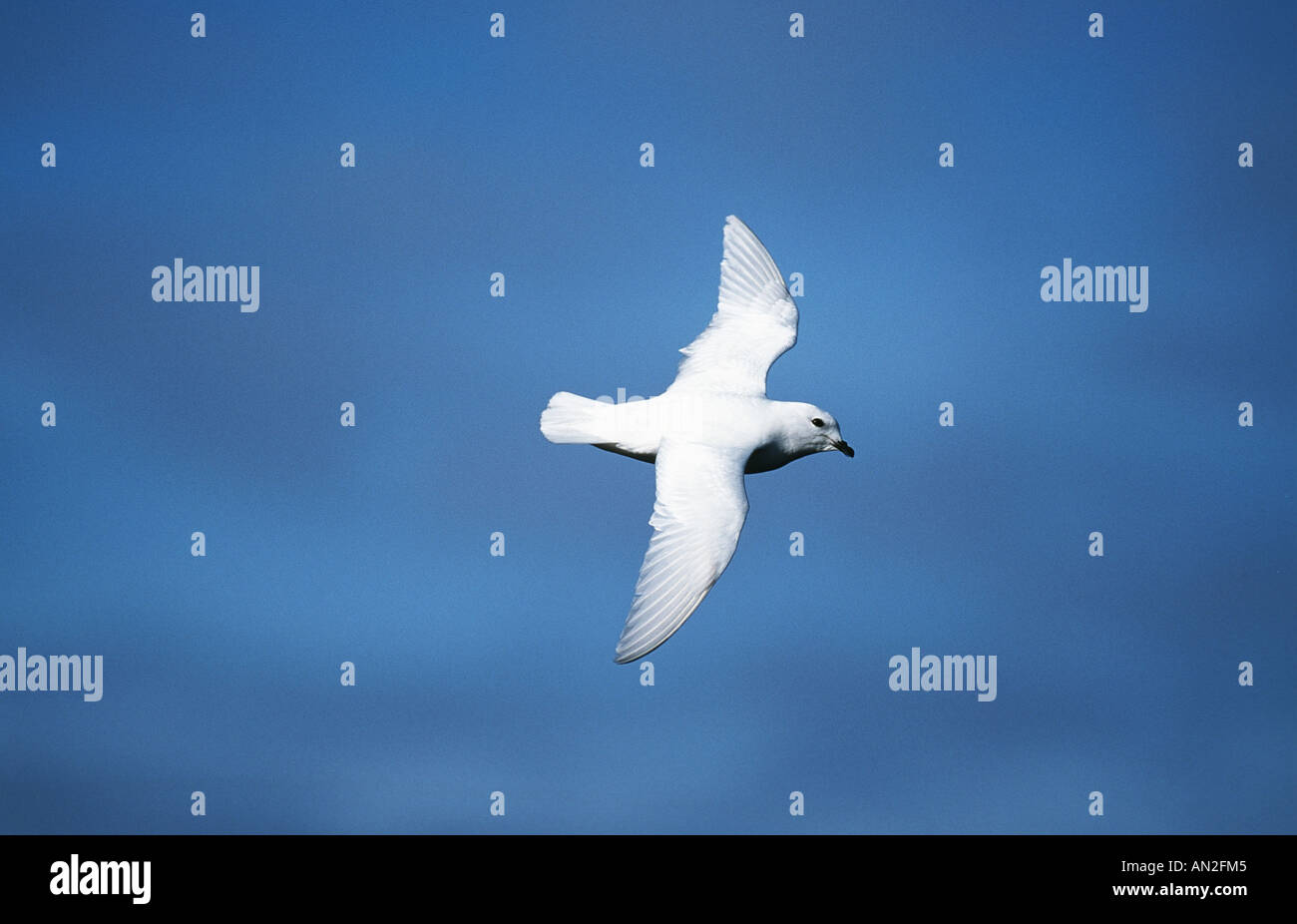 Petrels elegance hi-res stock photography and images - Alamy