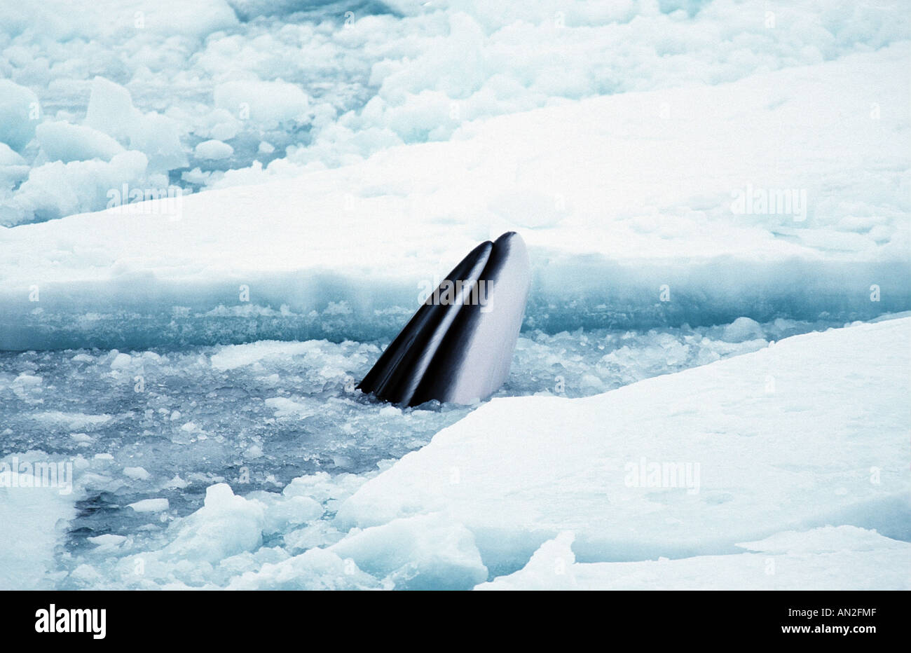 minke whale, lesser rorqual (Balaenoptera acutorostrata), breathing ...