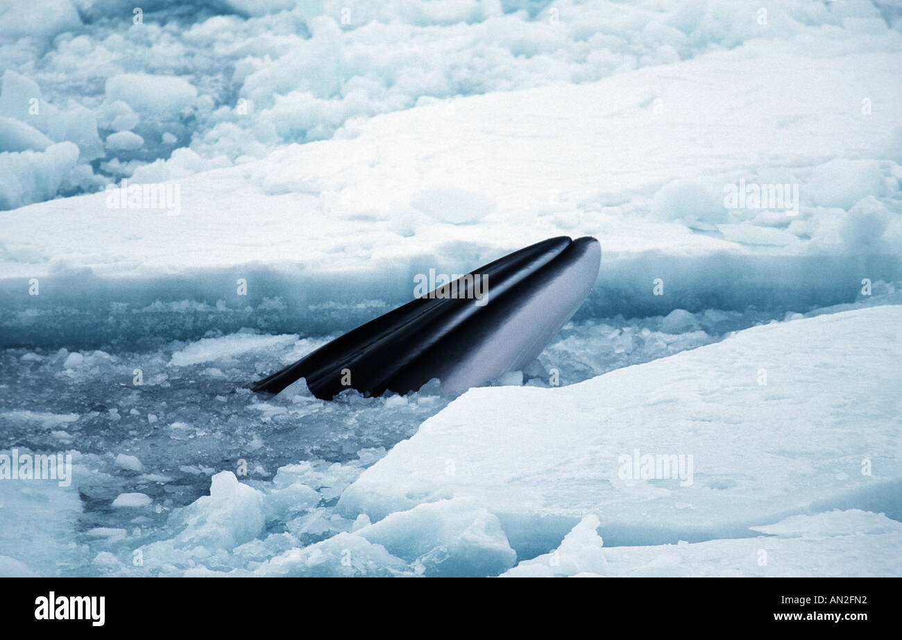 minke whale, lesser rorqual (Balaenoptera acutorostrata), breathing ...
