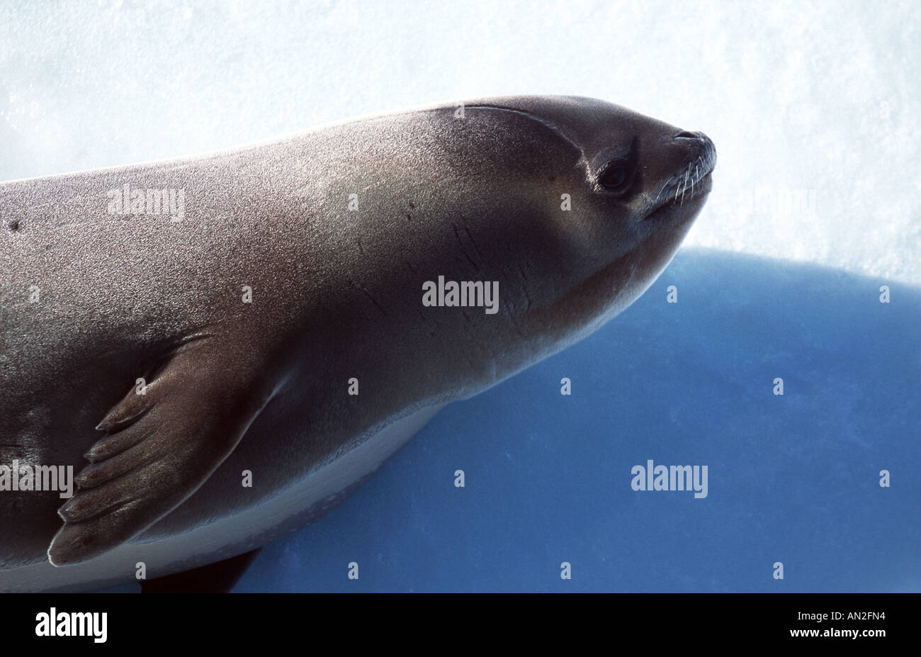 Ross seal (Ommatophoca rosii), on the ice, Antarctica Stock Photo - Alamy