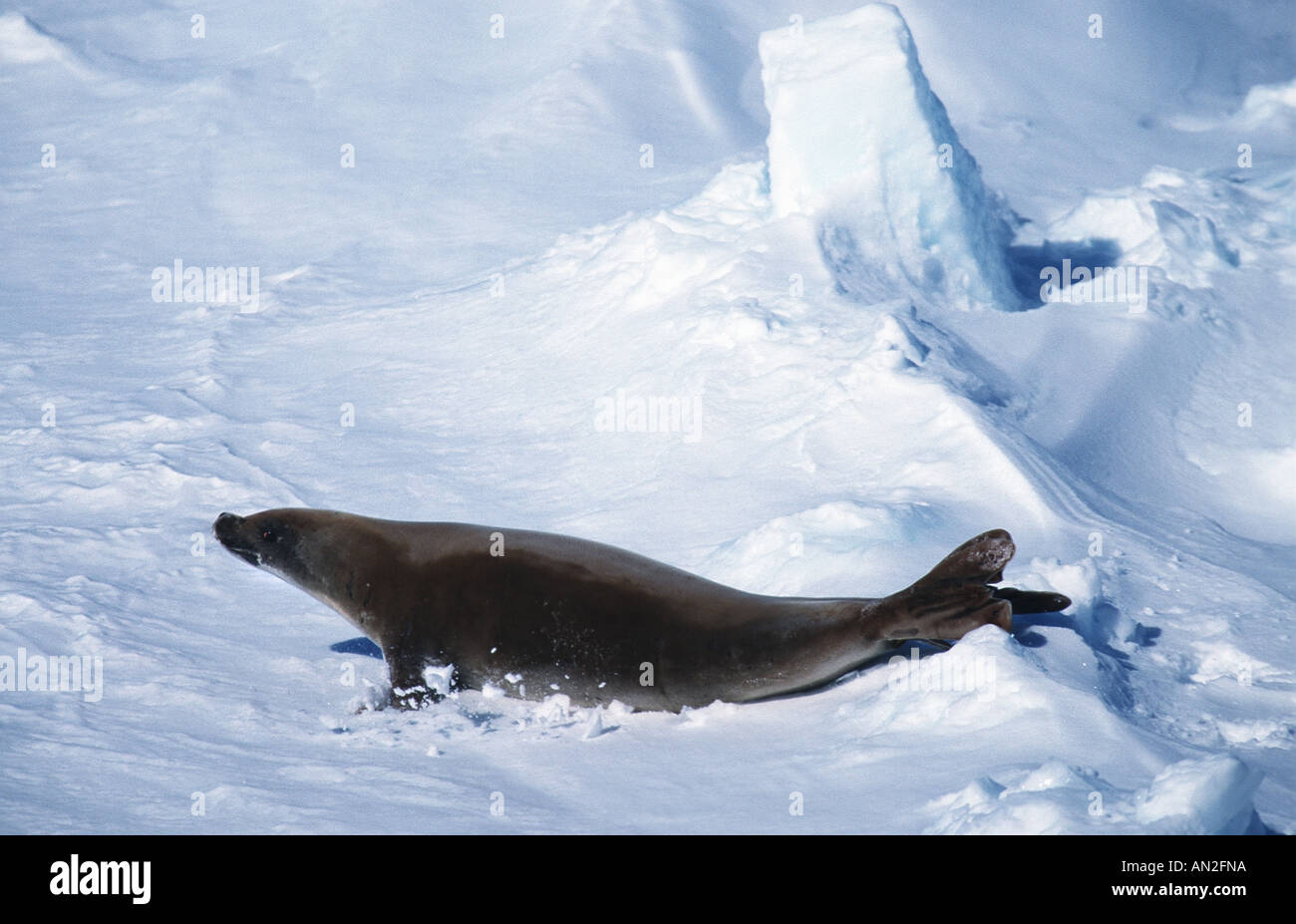 crabeater seal (Lobodon carcinophagus), on the ice, Antarctica Stock ...